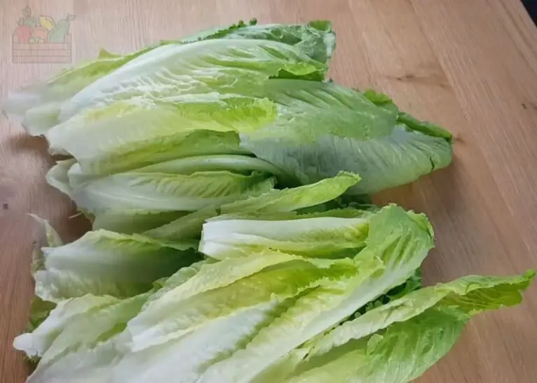 ¿Qué debes hacer para conservar lechuga? 2022 | Conserva Todo