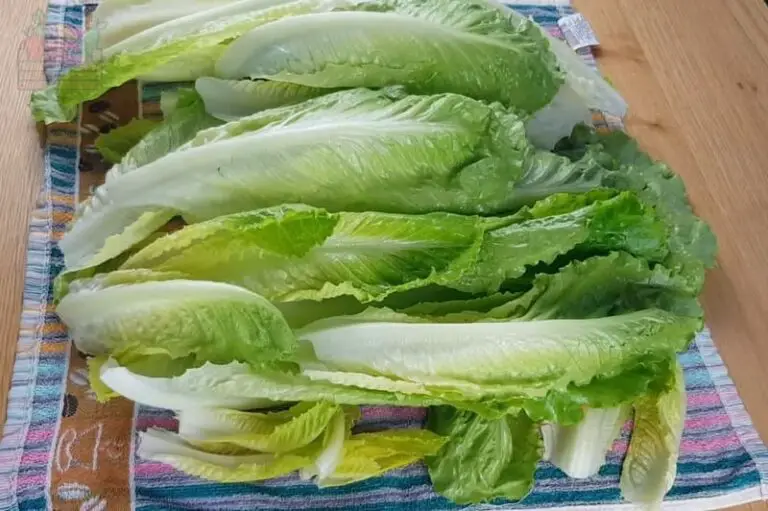 ¿Qué debes hacer para conservar lechuga? 2022 | Conserva Todo